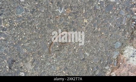 Southern Slugeater (Duberria lutrix lutrix) Reptilia Stock Photo - Alamy