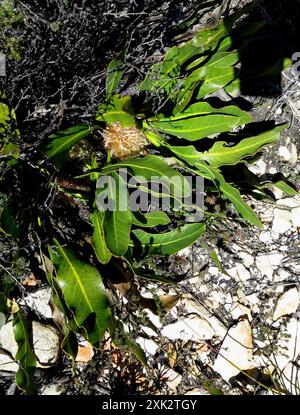 Common Snow Sugarbush (Protea scolopendriifolia) Plantae Stock Photo ...
