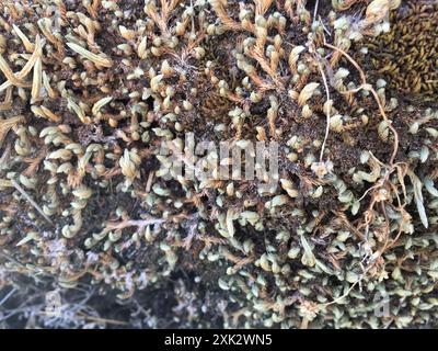 spikemosses (Selaginella) Plantae Stock Photo - Alamy