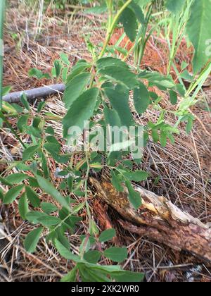 smooth rose (Rosa blanda) Plantae Stock Photo - Alamy