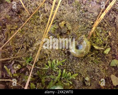 Gray-foot Lancetooth Snail (Haplotrema concavum) Mollusca Stock Photo ...