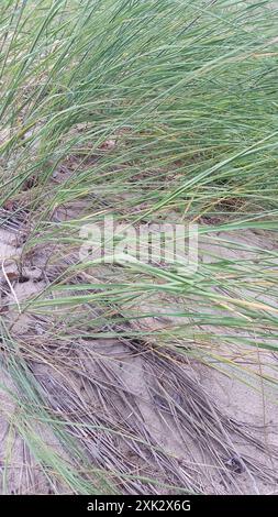 Sand Reedgrass (Sporobolus rigidus magnus) Plantae Stock Photo - Alamy