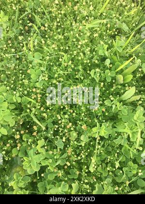 Common Cotula (Cotula australis) Plantae Stock Photo - Alamy