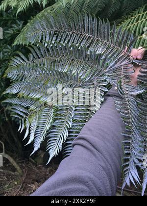 silver fern (Cyathea dealbata) Plantae Stock Photo - Alamy