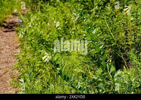 giant-trumpets (Lithospermum macromeria) Plantae Stock Photo - Alamy