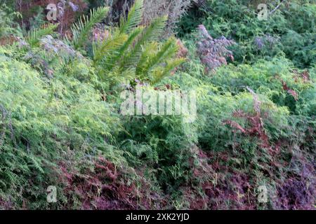 Coral Fern (Gleichenia polypodioides) Plantae Stock Photo - Alamy