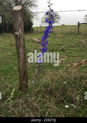 Wild Blue Larkspur (Delphinium carolinianum) Plantae Stock Photo - Alamy