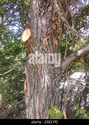 Winged Elm (Ulmus alata) Plantae Stock Photo - Alamy