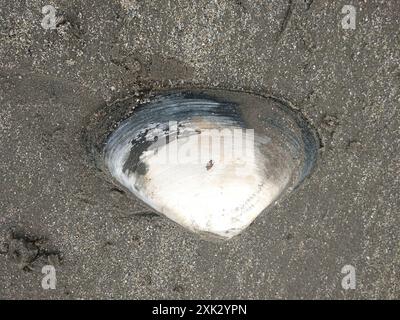 West Atlantic Surfclam (Spisula solidissima) Mollusca Stock Photo - Alamy