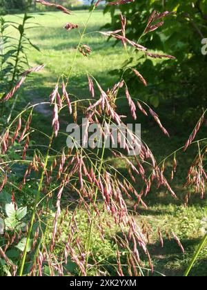 purpletop tridens (Tridens flavus) Plantae Stock Photo - Alamy
