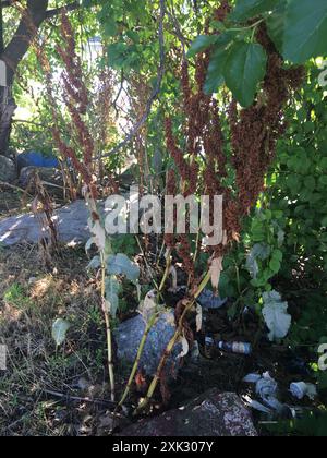 Patience Dock (Rumex patientia) Plantae Stock Photo - Alamy