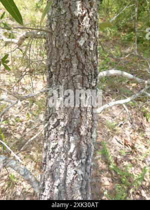 bluejack oak (Quercus incana) Plantae Stock Photo - Alamy
