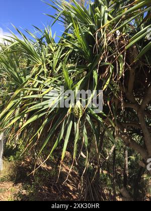 thatch screwpine (Pandanus tectorius) Plantae Stock Photo - Alamy