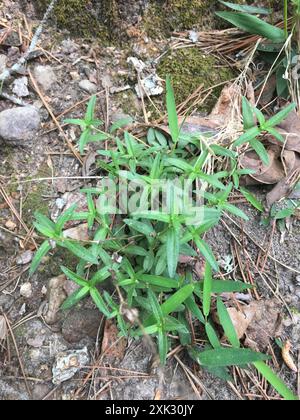 long-leaved bluets (Houstonia longifolia) Plantae Stock Photo - Alamy