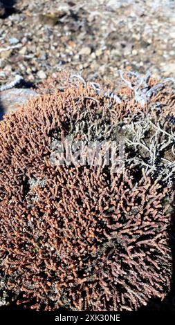 pygmy pine (Lepidothamnus laxifolius) Plantae Stock Photo - Alamy
