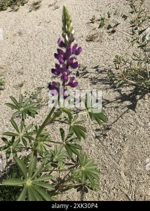 Arizona lupine (Lupinus arizonicus) Plantae Stock Photo - Alamy