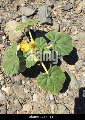 Yellow Unicorn-plant (Ibicella lutea) Plantae Stock Photo - Alamy