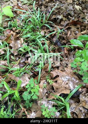 Blue Sedge (Carex glaucodea) Plantae Stock Photo - Alamy