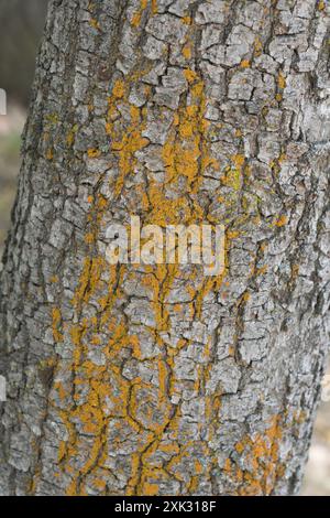 Hooded Sunburst Lichen (Xanthomendoza fallax) Fungi Stock Photo - Alamy