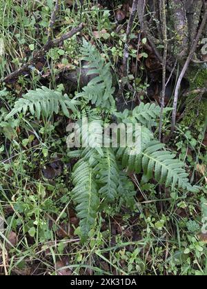Nested Polypody (Polypodium calirhiza), Plantae, Sausalito, CA 94965 ...