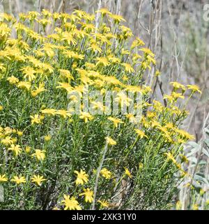 threadleaf groundsel (Senecio flaccidus) Plantae Stock Photo - Alamy
