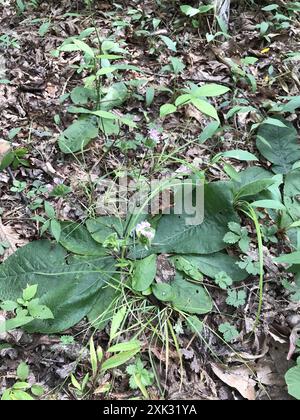 common elephant's-foot (Elephantopus tomentosus) Plantae Stock Photo ...