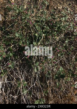 Wishbone Bush (Mirabilis laevis) Plantae Stock Photo - Alamy