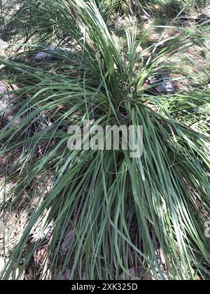 Devil's Shoestring (Nolina lindheimeriana) Plantae Stock Photo - Alamy