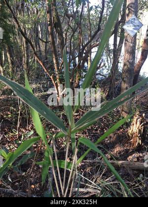 switch cane (Arundinaria tecta) Plantae Stock Photo - Alamy