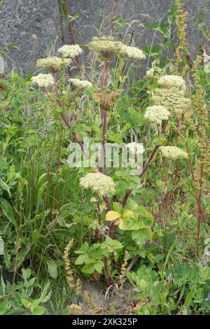 sea-watch (Angelica lucida) Plantae Stock Photo - Alamy
