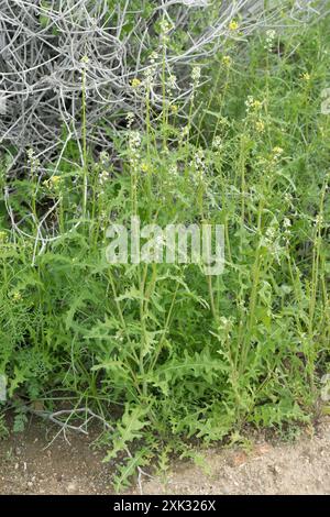 California mustard (Caulanthus lasiophyllus), Plantae, Los Angeles, CA ...