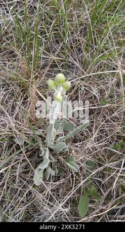 woolly groundsel (Packera cana) Plantae Stock Photo - Alamy