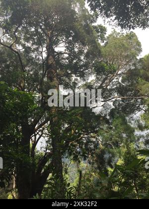 (Dacrydium elatum) Plantae Stock Photo - Alamy