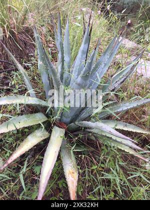 Palmer's agave (Agave palmeri) Plantae Stock Photo - Alamy