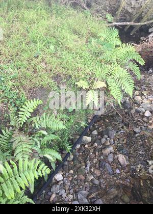 Lime Fern (Pakau pennigera) Plantae Stock Photo - Alamy