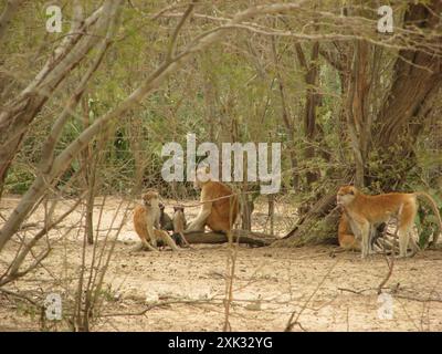 Western Patas Monkey (Erythrocebus patas patas) Mammalia Stock Photo ...