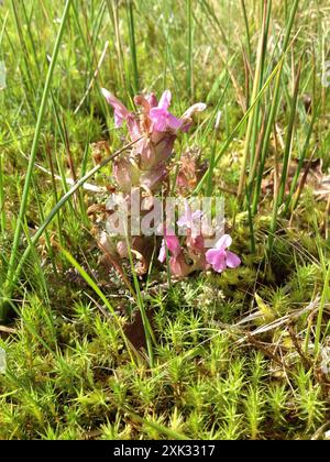 Common Lousewort (Pedicularis sylvatica) Plantae Stock Photo - Alamy