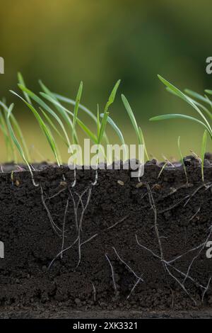 Young wheat plants with roots in a row Stock Photo - Alamy