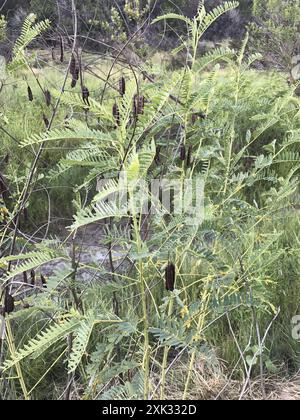 Rattlebush (Sesbania drummondii) Plantae Stock Photo - Alamy