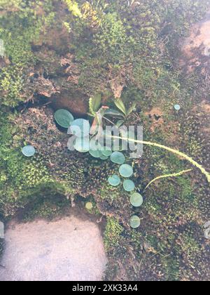 radiator plants (Peperomia) Plantae Stock Photo - Alamy