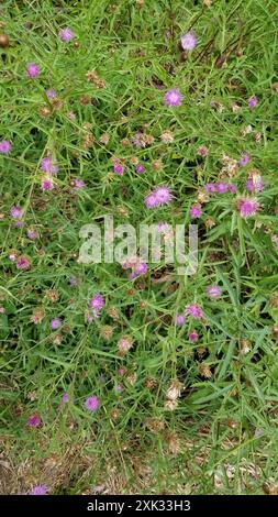 spotted knapweed (Centaurea stoebe) Plantae Stock Photo - Alamy