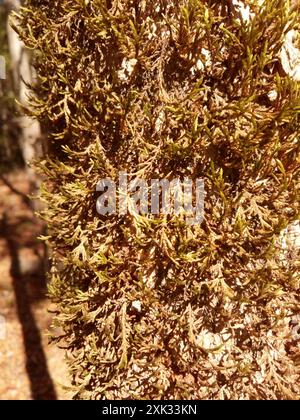joint-toothed mosses (Bryopsida) Plantae Stock Photo - Alamy