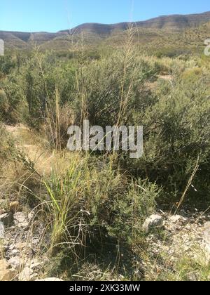 big sacaton (Sporobolus wrightii) Plantae Stock Photo - Alamy