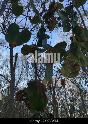 roundleaf greenbrier (Smilax rotundifolia) Plantae Stock Photo - Alamy