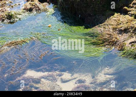 Torrey's Surfgrass (Phyllospadix torreyi) Plantae Stock Photo - Alamy