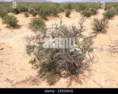 lotebush (Sarcomphalus obtusifolius) Plantae Stock Photo - Alamy