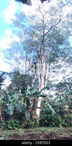 Molucca Albizia (Falcataria falcata) Plantae Stock Photo - Alamy