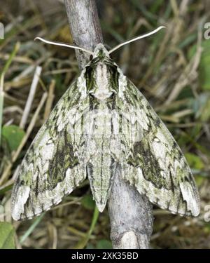 Hagen's Sphinx (Ceratomia hageni) Insecta Stock Photo - Alamy
