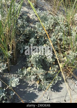 Hoary Mugwort (Artemisia stelleriana) Plantae Stock Photo - Alamy