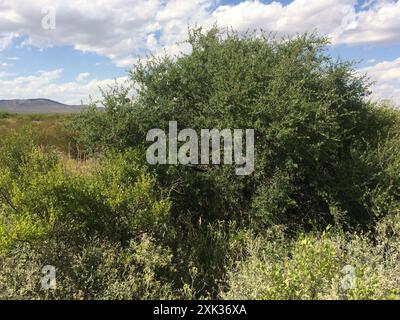 little leaf sumac (Rhus microphylla) Plantae Stock Photo - Alamy
